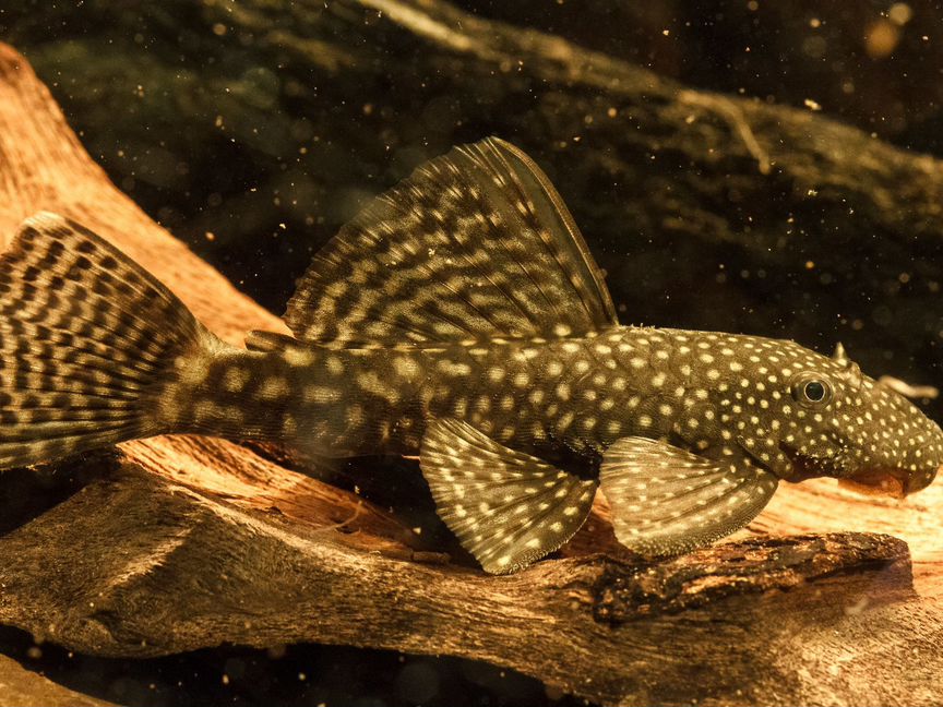 Большой сом анциструс