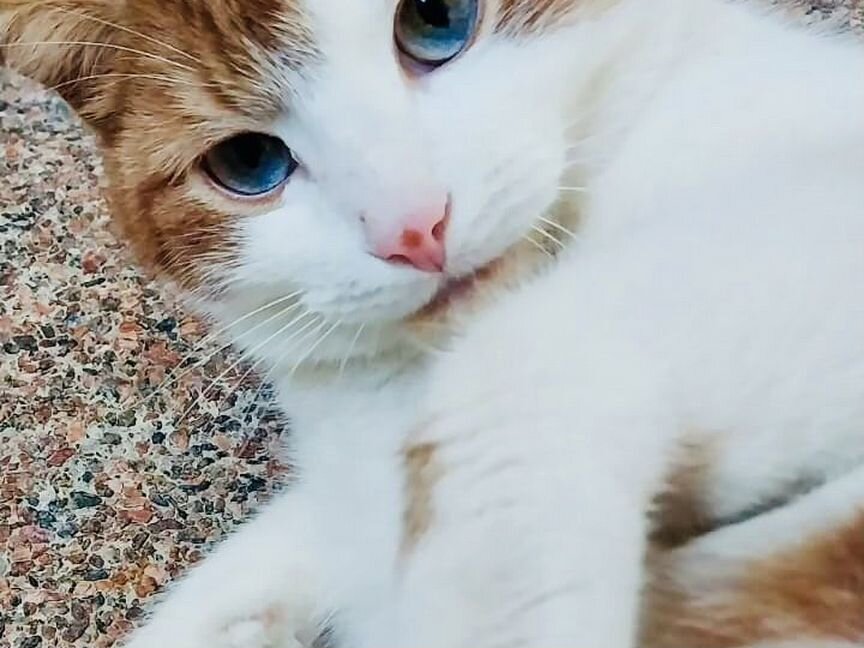 Голубоглазый котик
