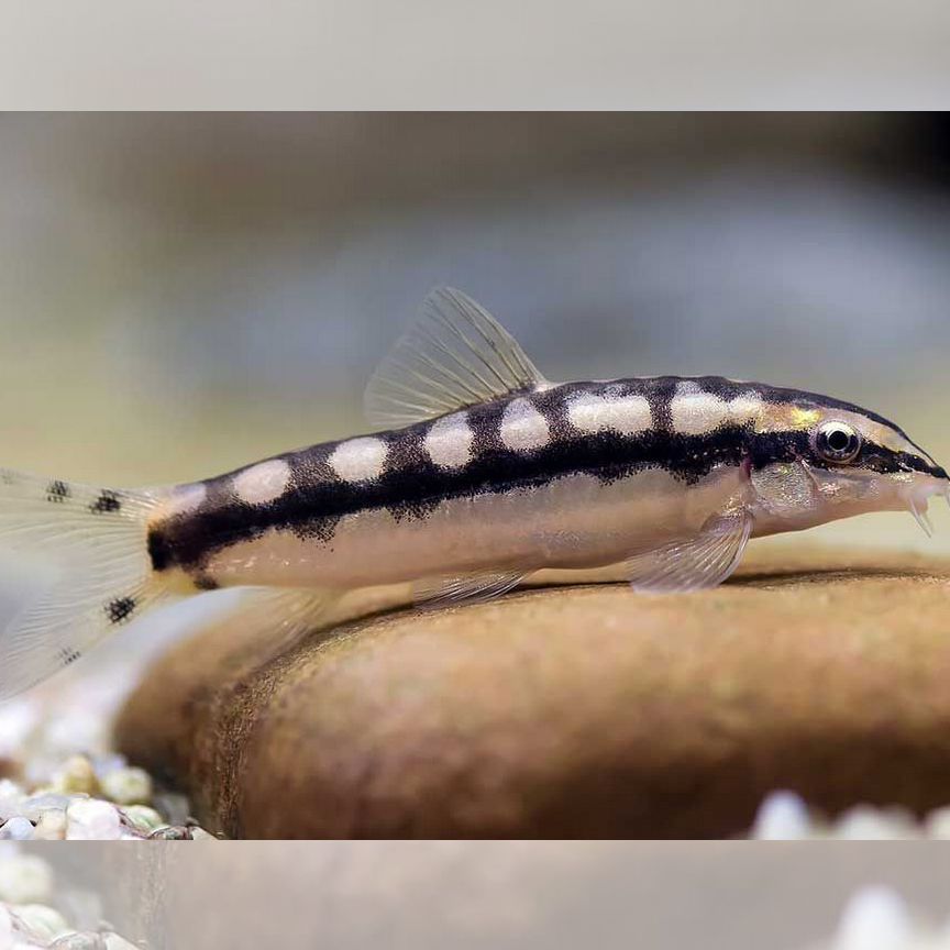 Продам Боция карликовая