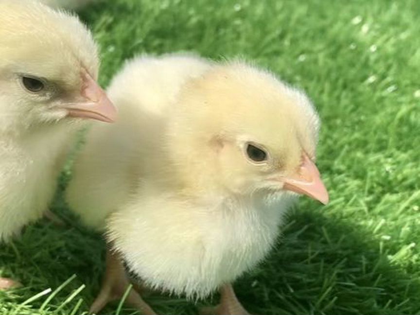 Бройлер суточный Кобб-500 Росс-308 в Егорлыкская