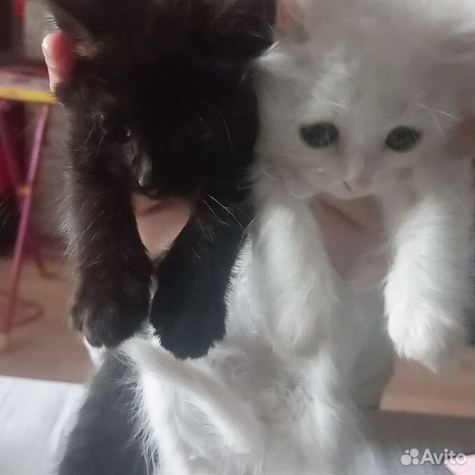 Отдам в добрые руки шоколадку и снежинку