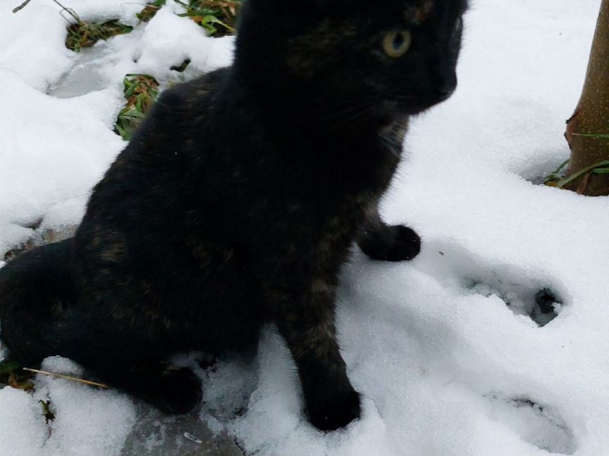 Котята замерзают в садах