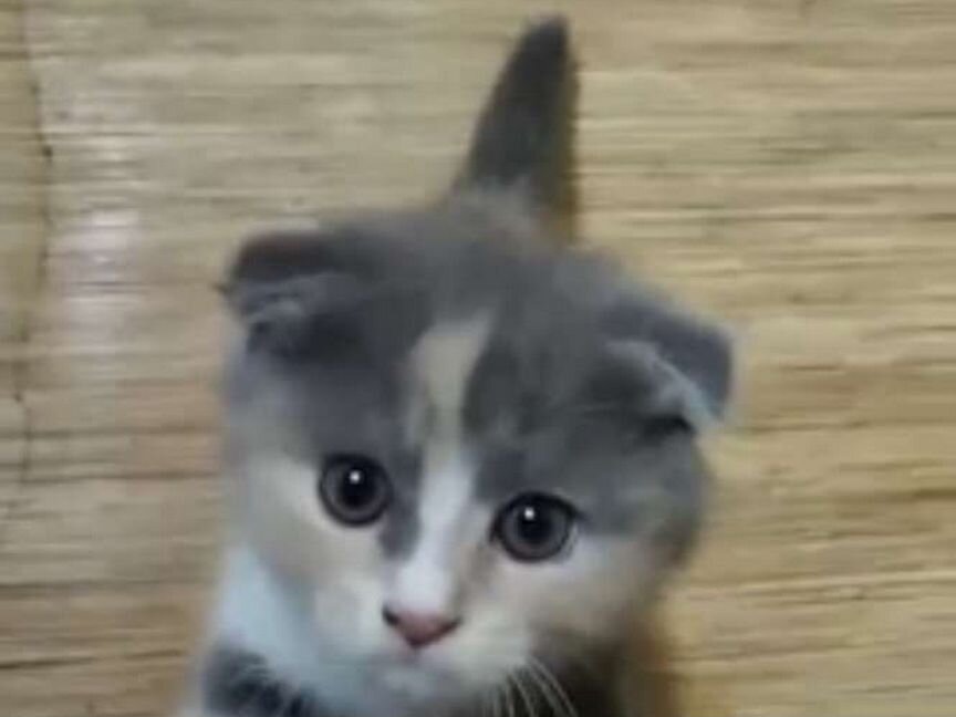 Шотландская