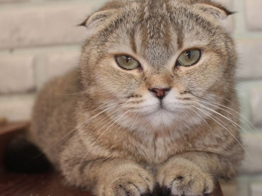 Ласковая, спокойная кисонька в лучшие ручки