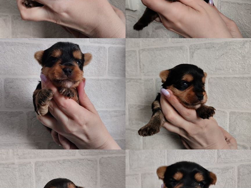 Йоркширский терьер щенки