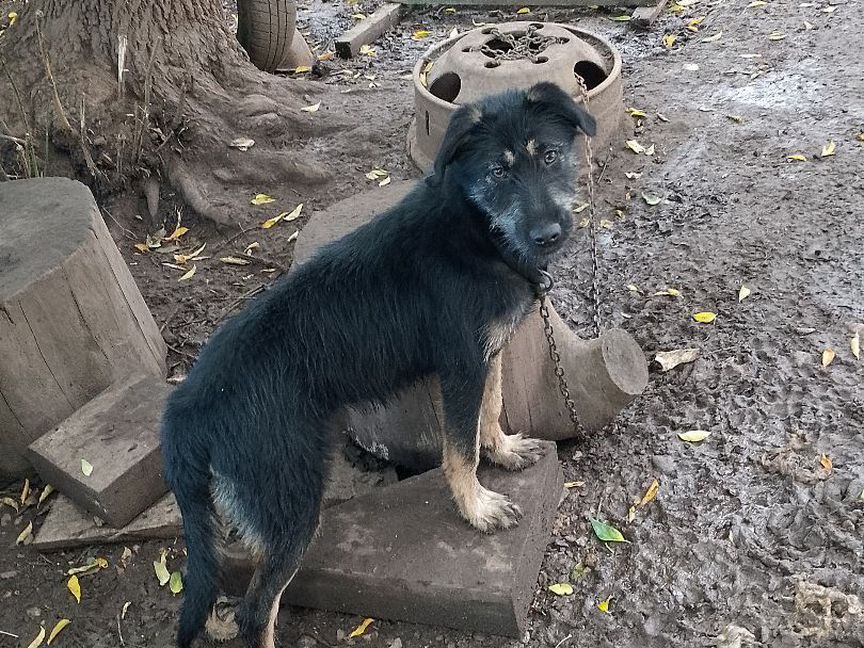 Щенок в добрые руки