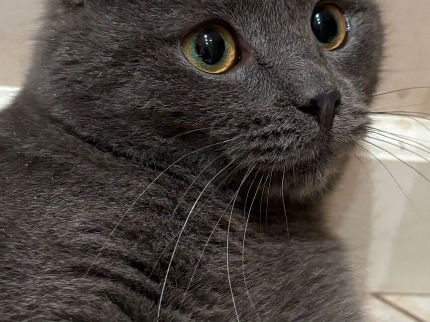 Кот русская голубая