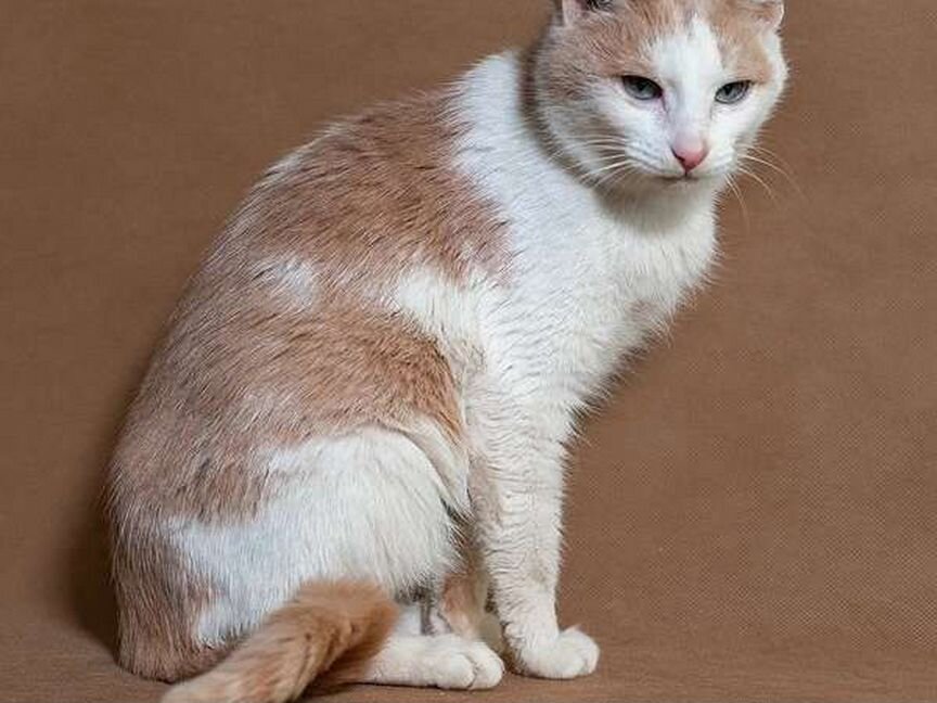 Кошка в дар бесплатно