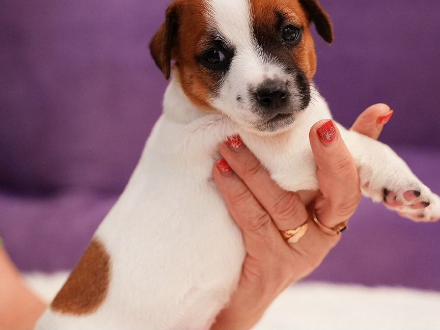 Джек Рассел терьер Щенки