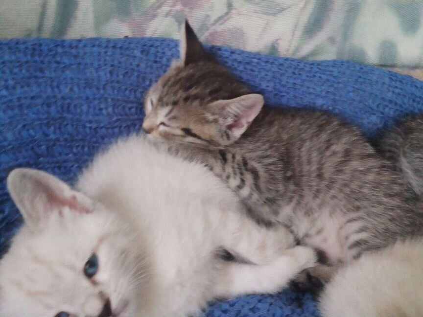 Котята