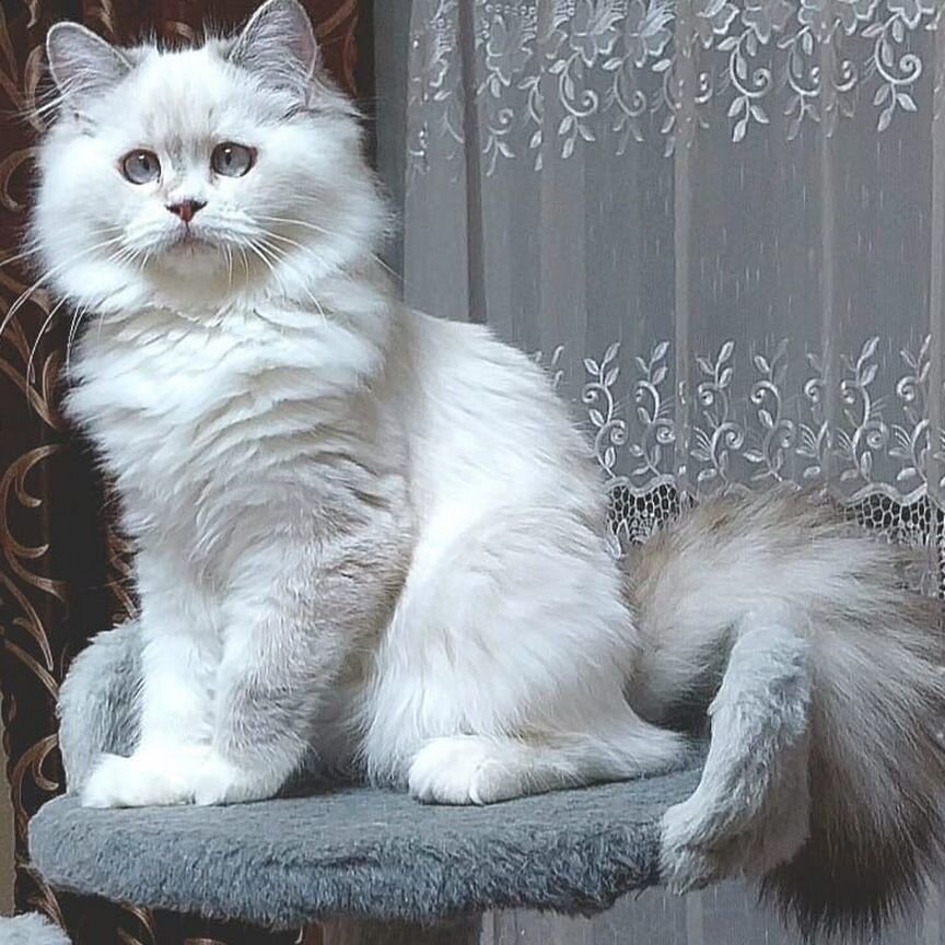 Кошечка хайленд страйт 4,5 месяца