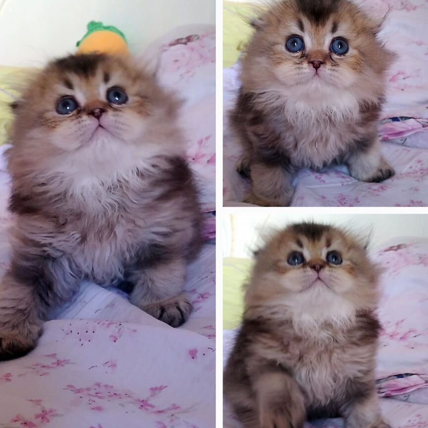 Шотландские котята