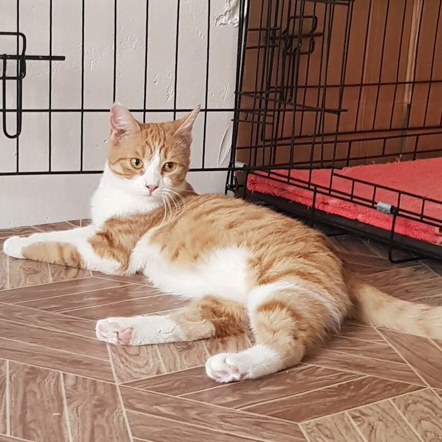 Рыжая кошечка в добрые руки