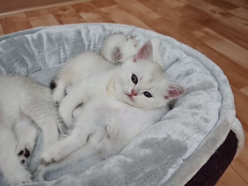 Шиншиловые девочки