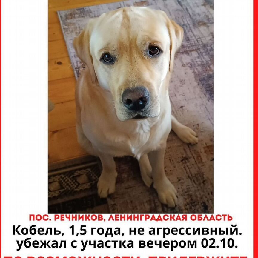 Потерялась собака Волхов