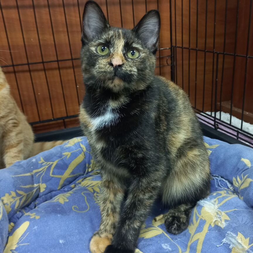 Котёнок трехцветная