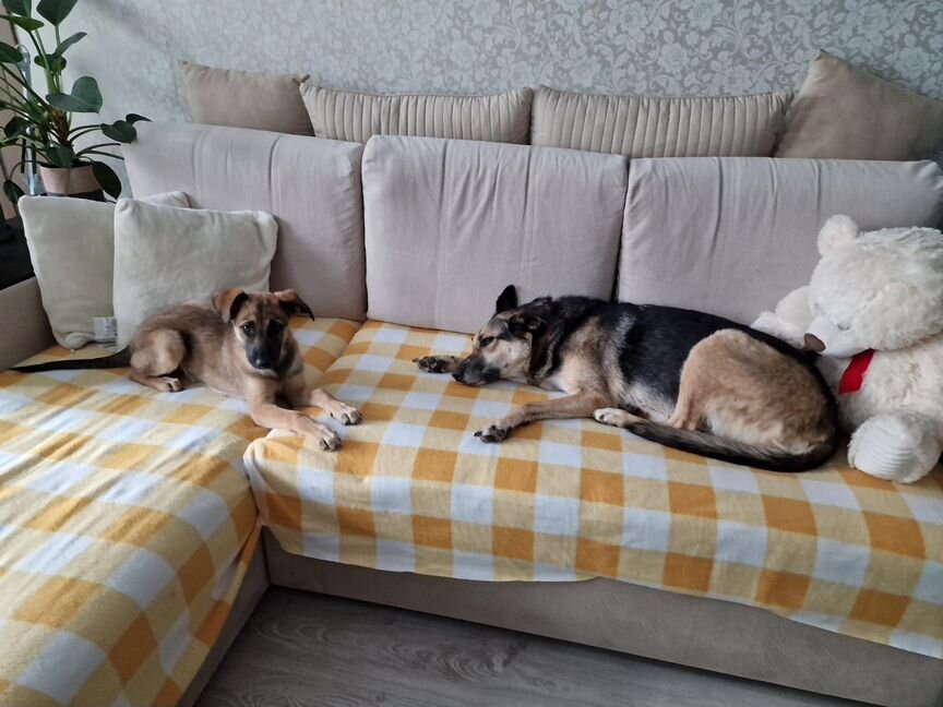 Удивительный щенок в добрые руки