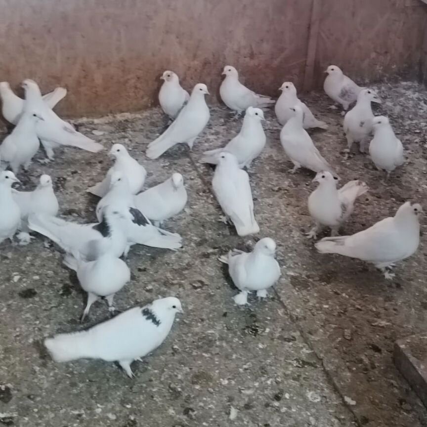 Продажа бакинских голубей