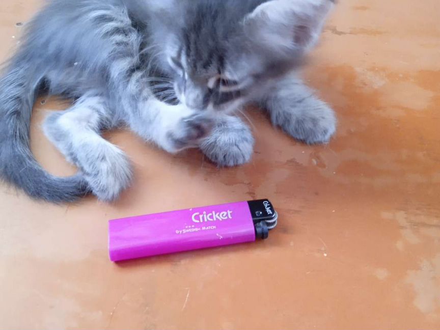 Кошка