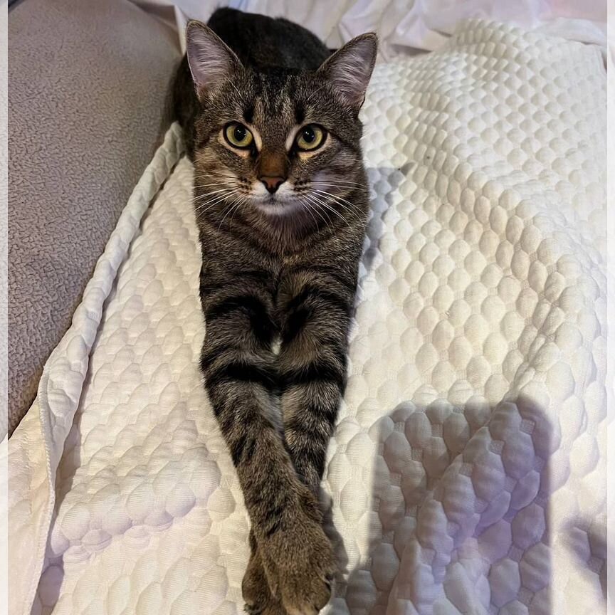 Кот котенок 6 мес