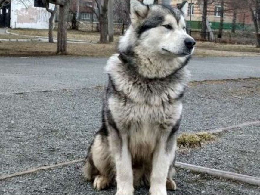 Приглашаем девочек на вязку