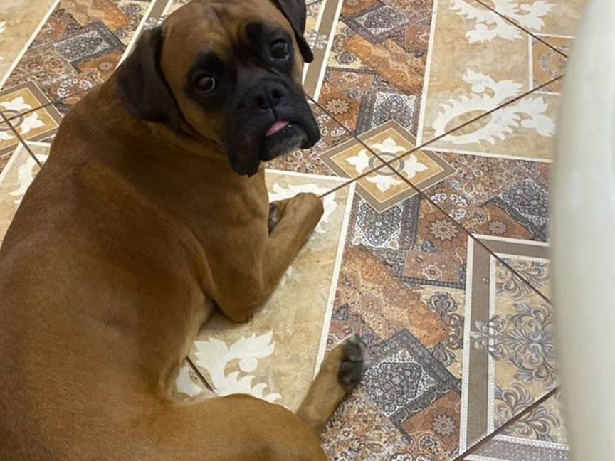 Щенки немецкого боксера