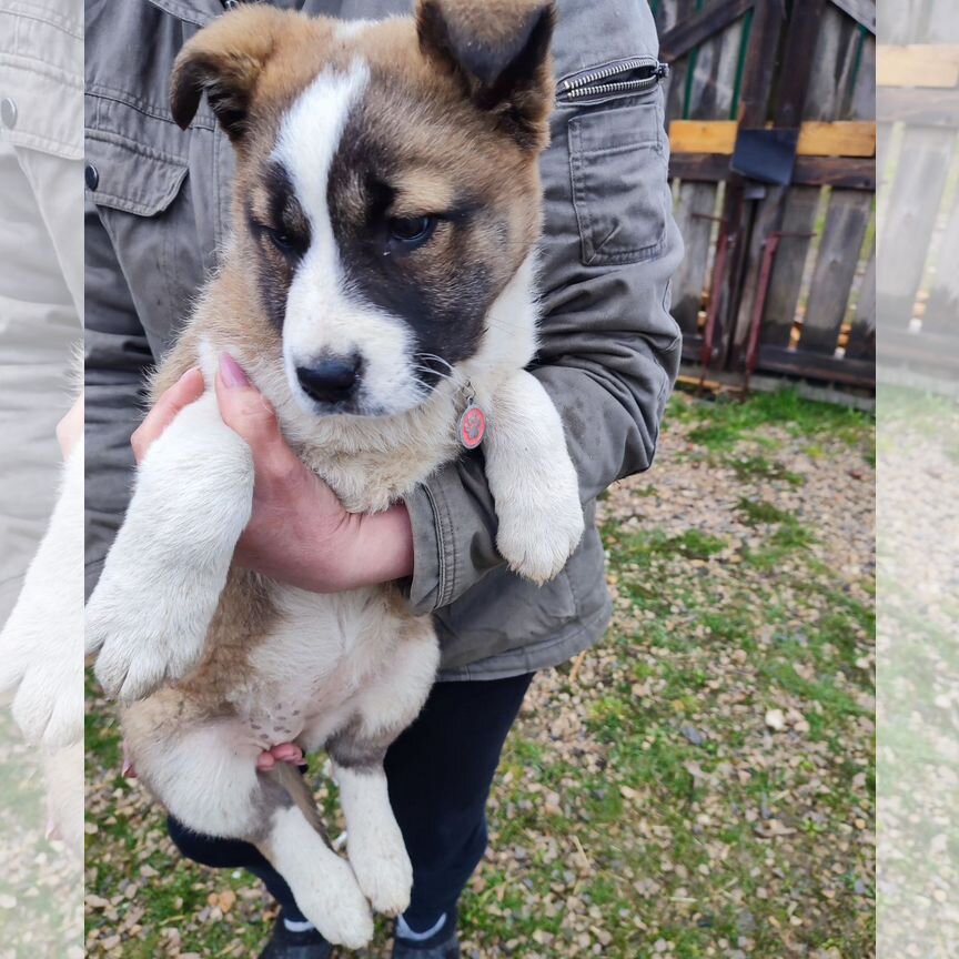 Щенок в добрые руки