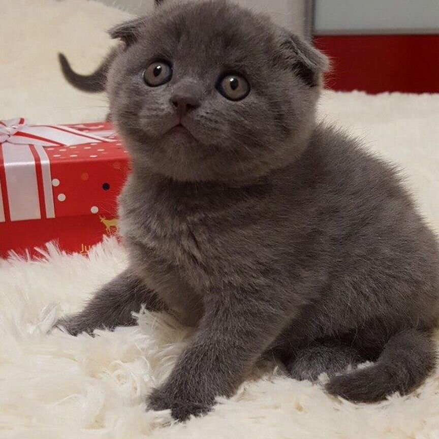 Шотландский вислоухий короткошёрстный котёнок