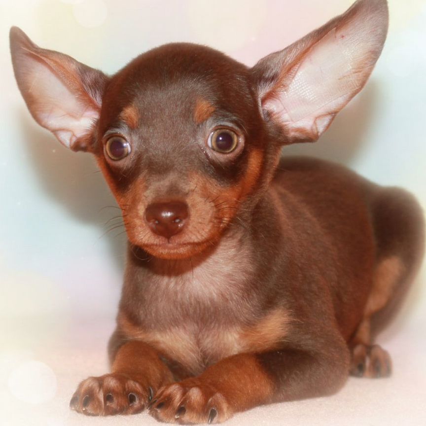 Пражский крысарик, щенок