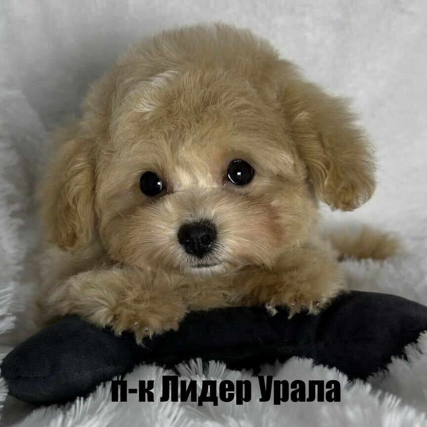 Мальтипу, щенок