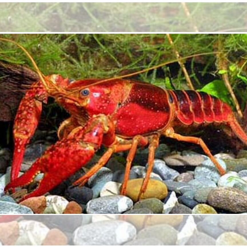 Рак калифорнийский (флоридский)