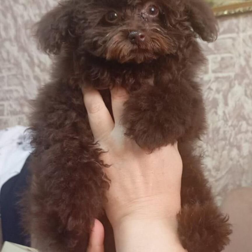 Той пудель шоколад Импорт Китай