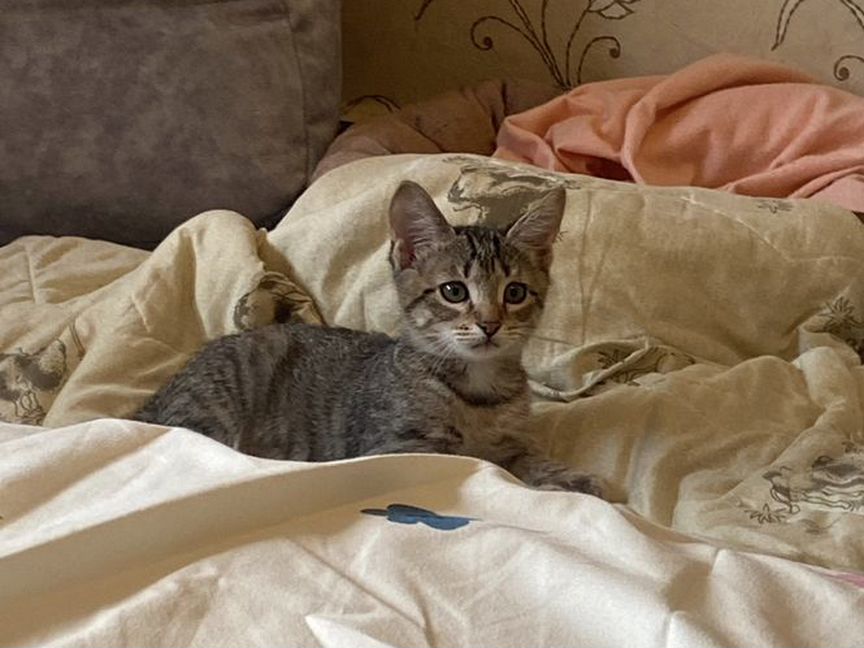 Котик мальчик 3 месяца в добрые руки