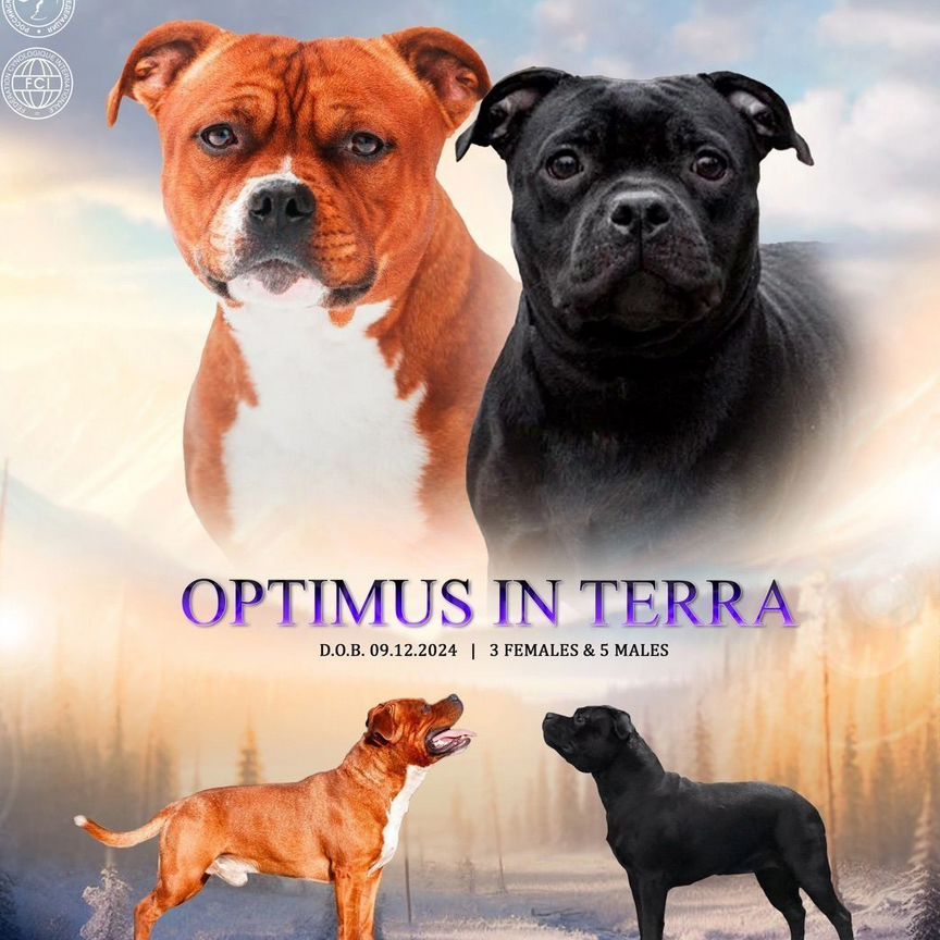 Стаффордширский бультерьер щенки