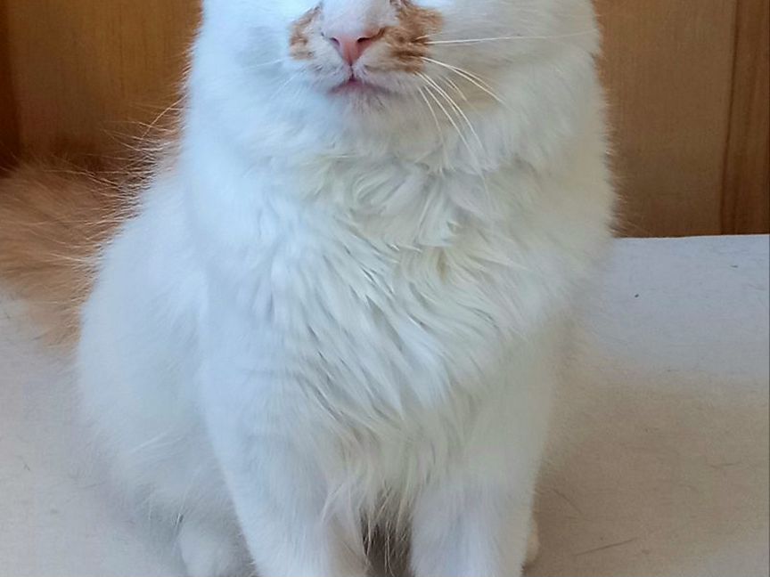 Мышелов Рыжик ищет работу