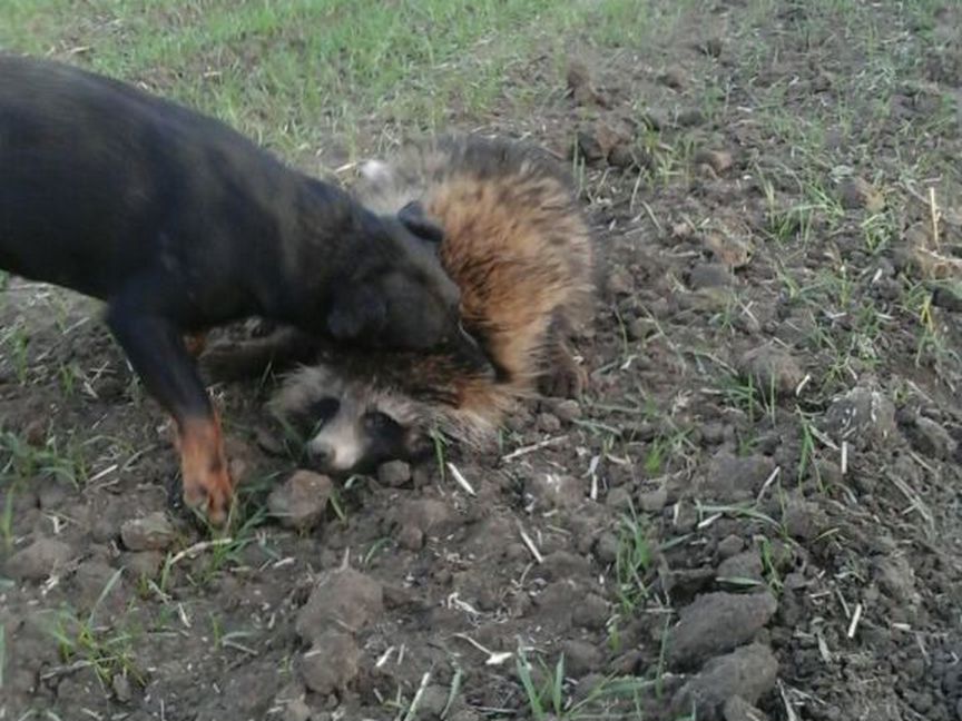 Продам щенков