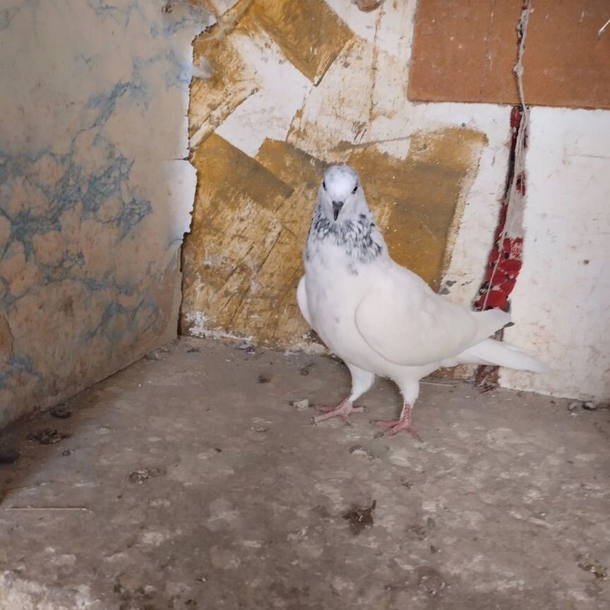 Голубь арабский