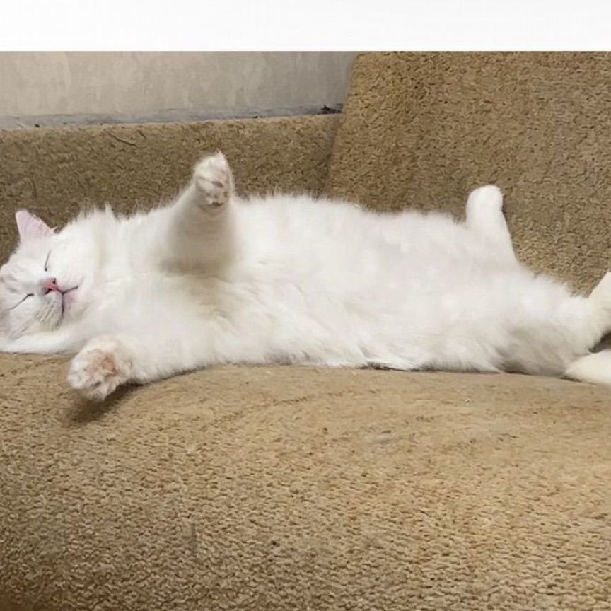 Батон с лапами и хвостом и с красивыми глазами