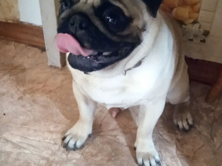 Продажа щенков мопс