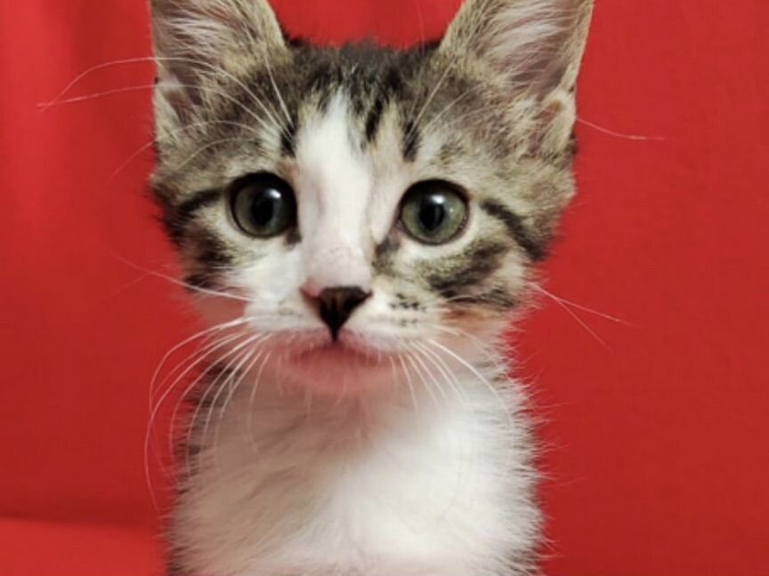 Котенок Тимошка в дар