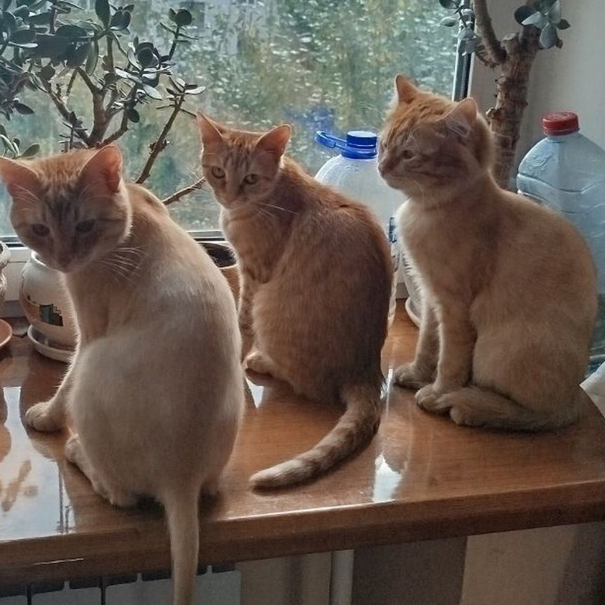 Котик, 1 год