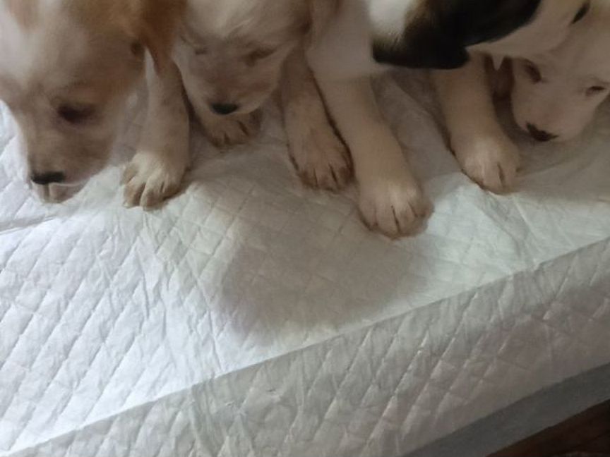 Собаки щенки спаниэльки