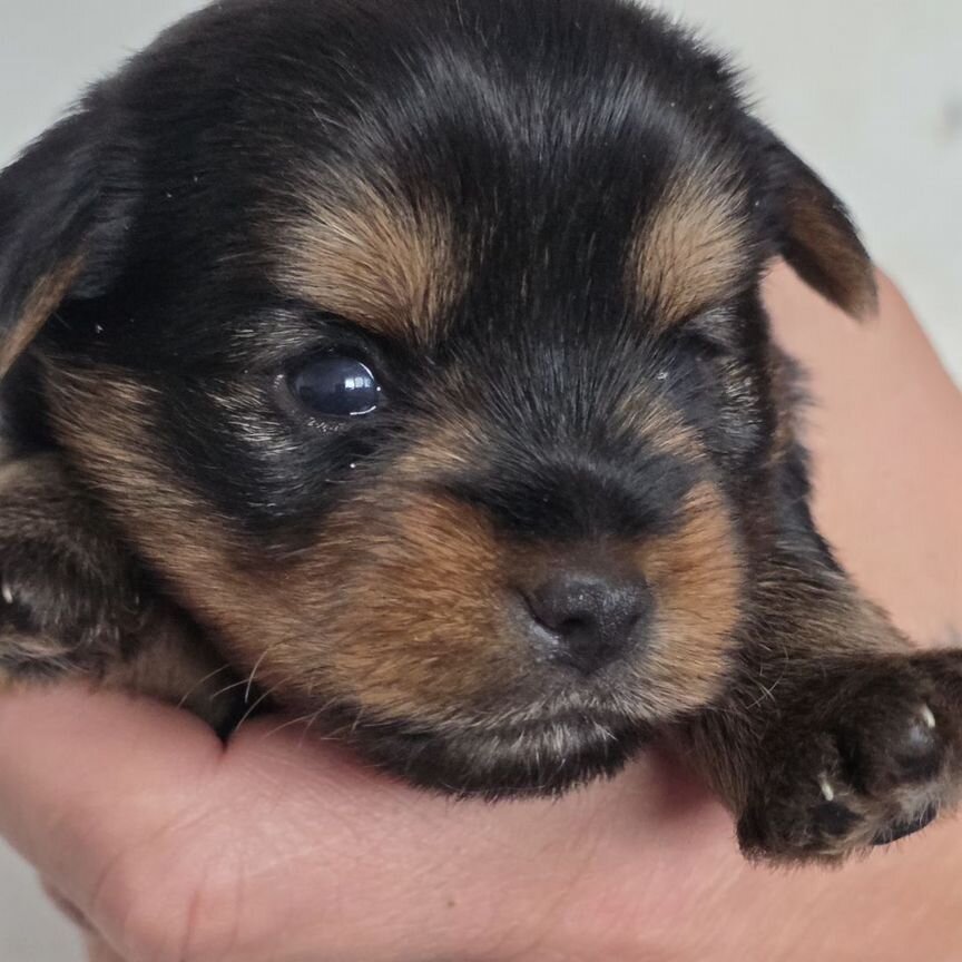 Йоркширский терьер, щенок