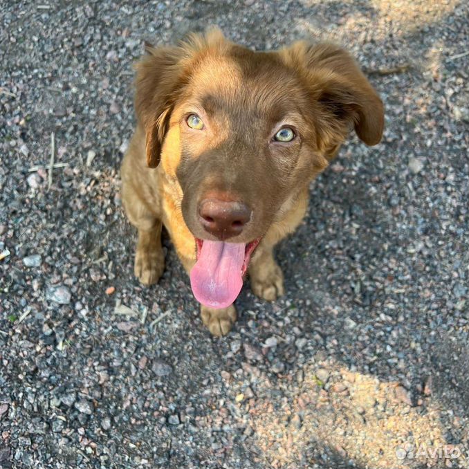 Щенок голубоглазый шоколадка в добрые руки