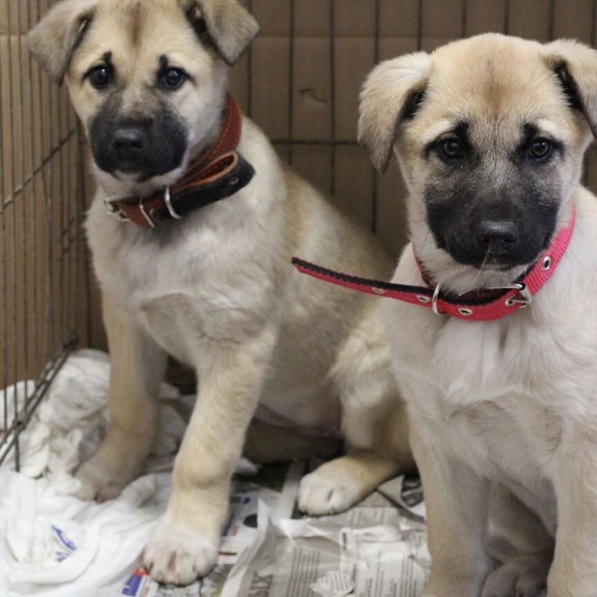 Щенки в добрые руки