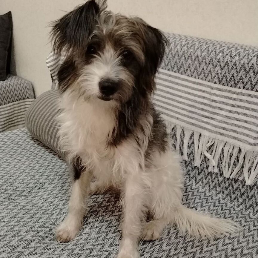 Собачка Гарик