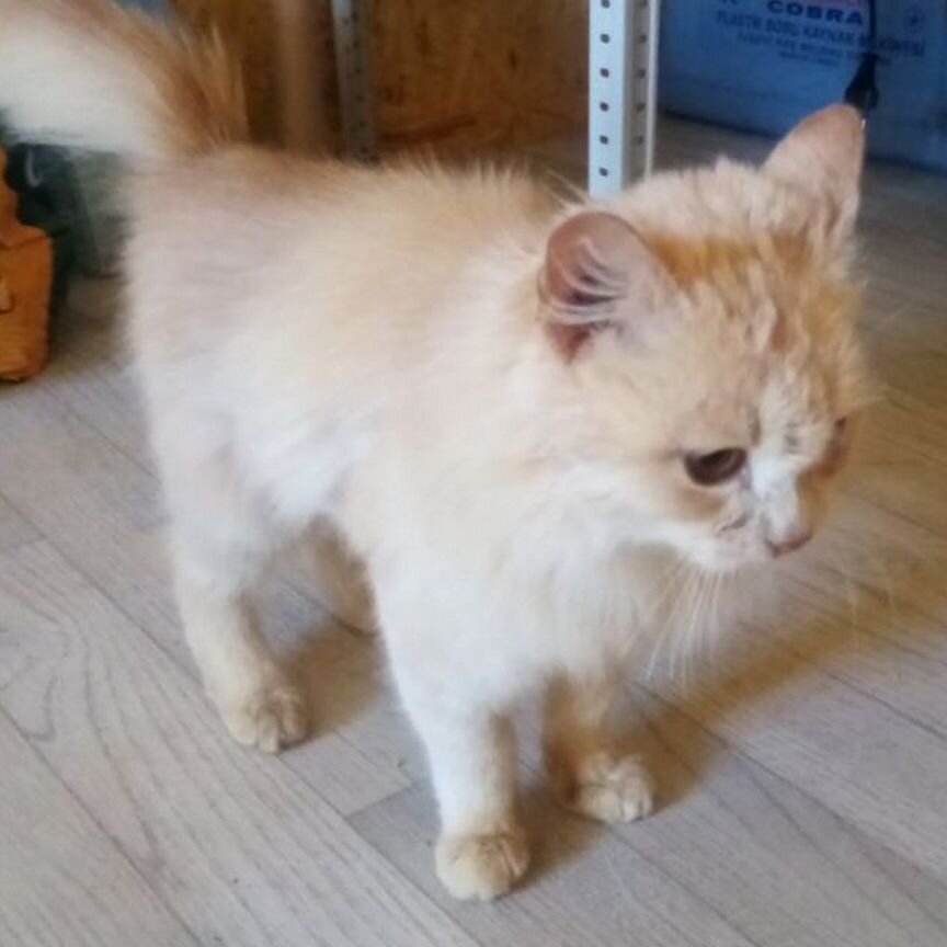 Отдам в хорошие руки котенка Казань