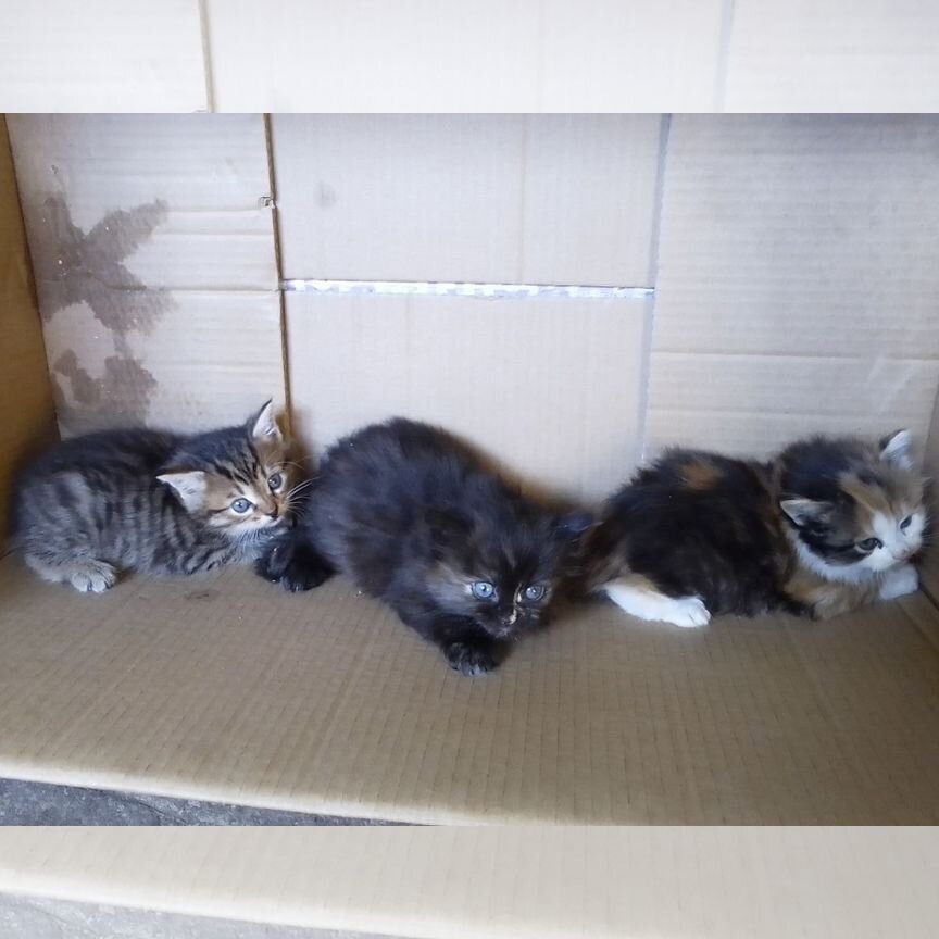 Котёнок в добрые руки