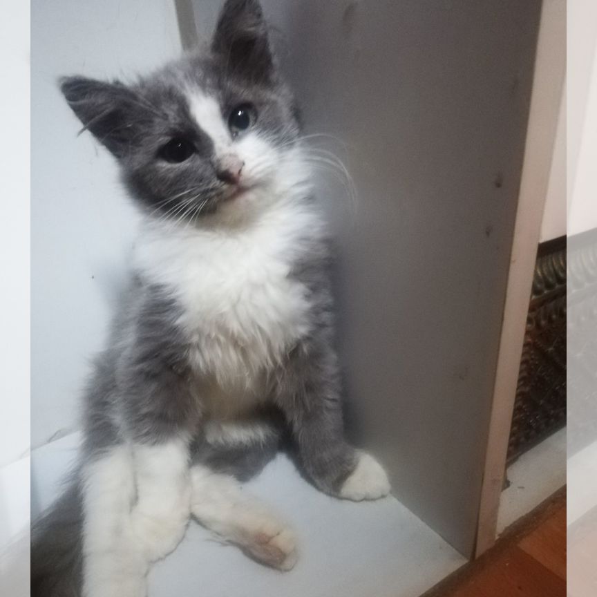В добрые руки котик Бутуз