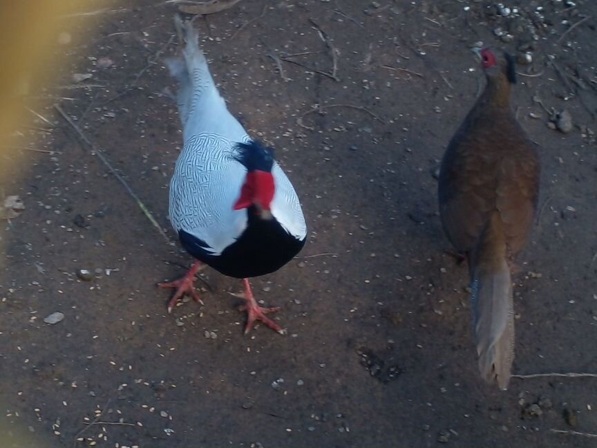 Продаю фазанов